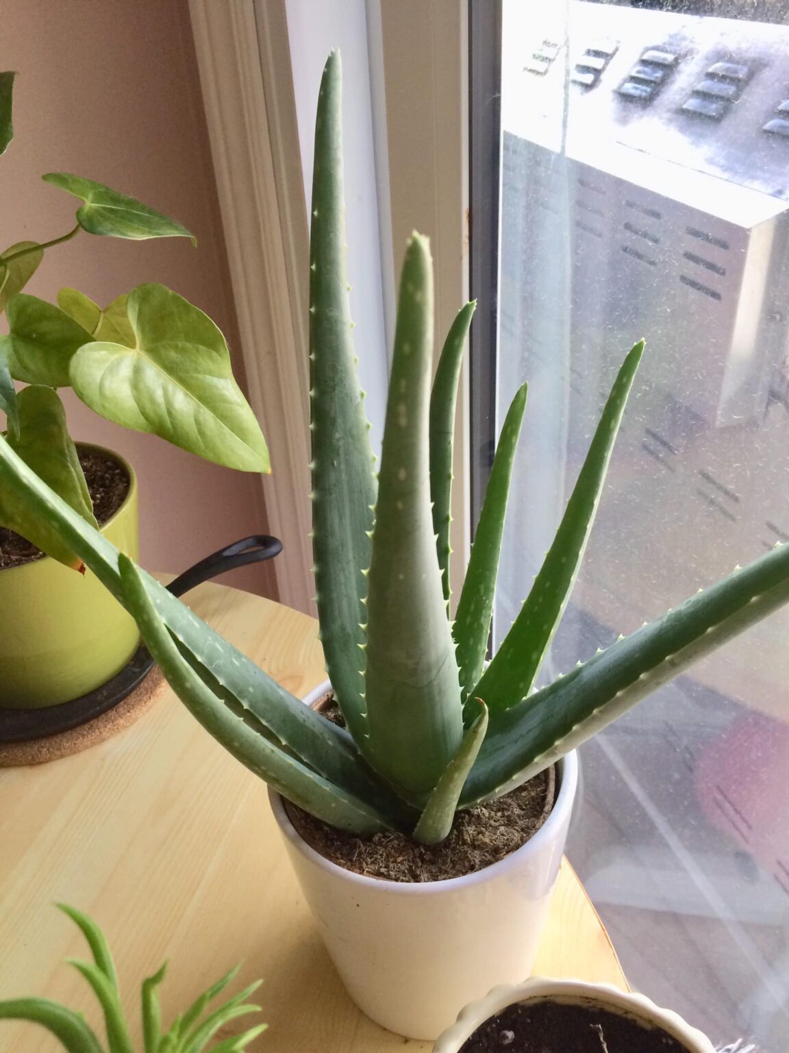 60 Types Of Succulents (With Pictures)