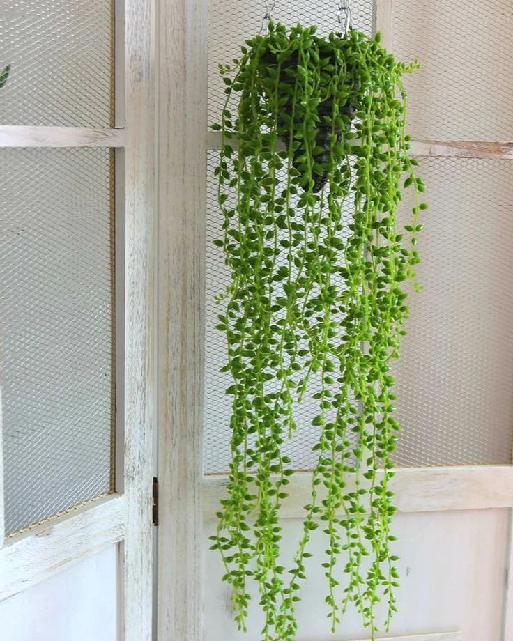 28 Best Trailing And Hanging Succulents (With Pictures)