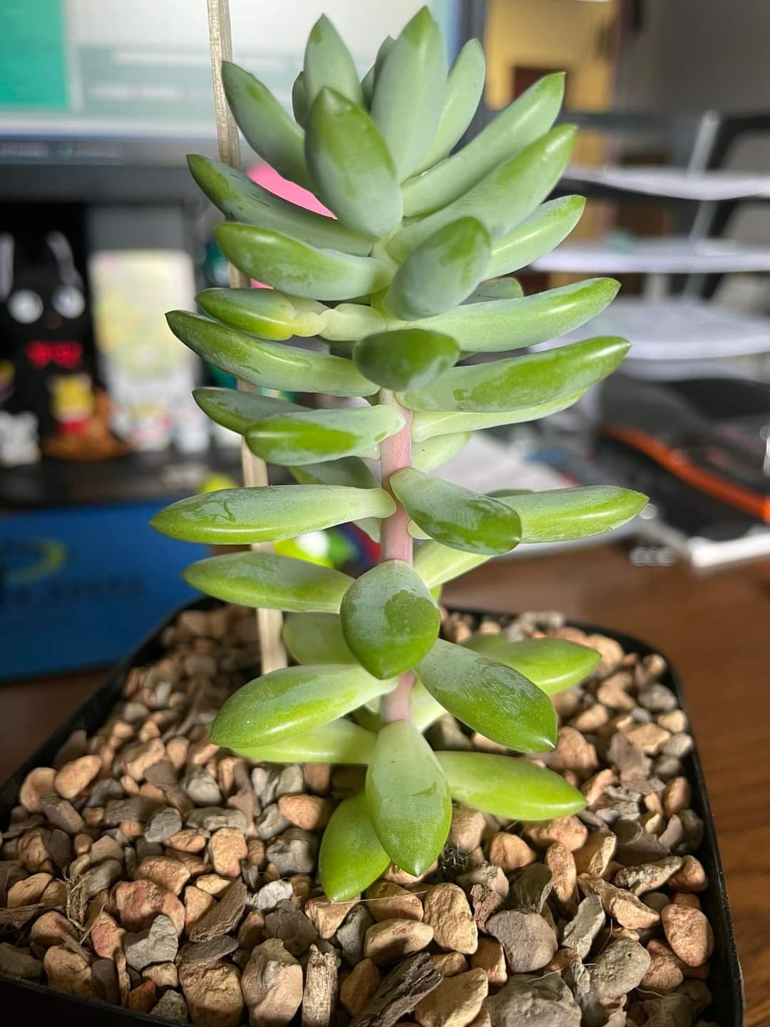 How To Care For Succulents Indoors: A Beginner’s Guide