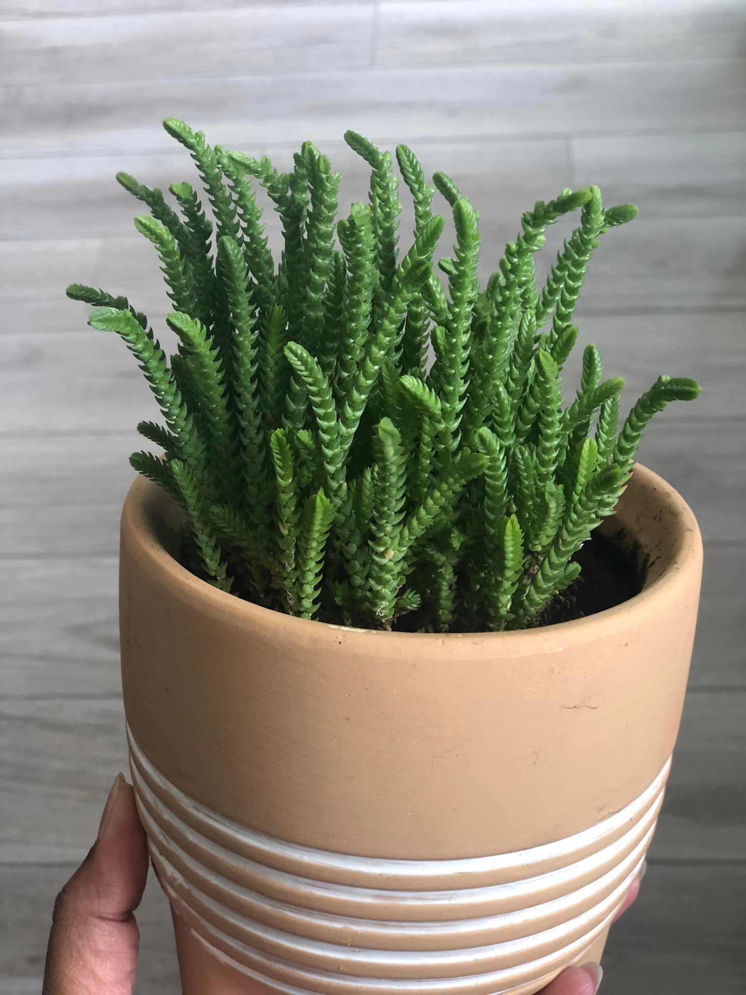 60 Types Of Succulents (With Pictures)