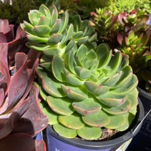 Succulents Identification Chart