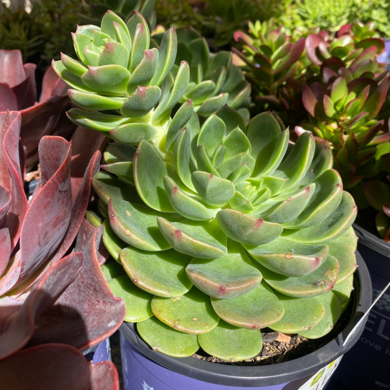 Succulents Identification Chart