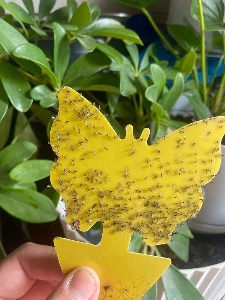 How To Get Rid Of Fungus Gnats In Houseplants Naturally