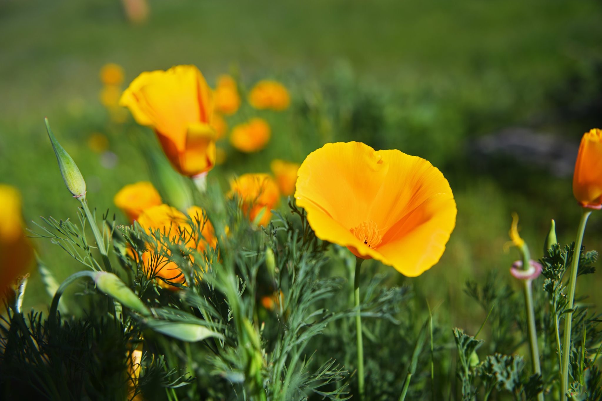 15 Easy To Grow Flowers From Seeds