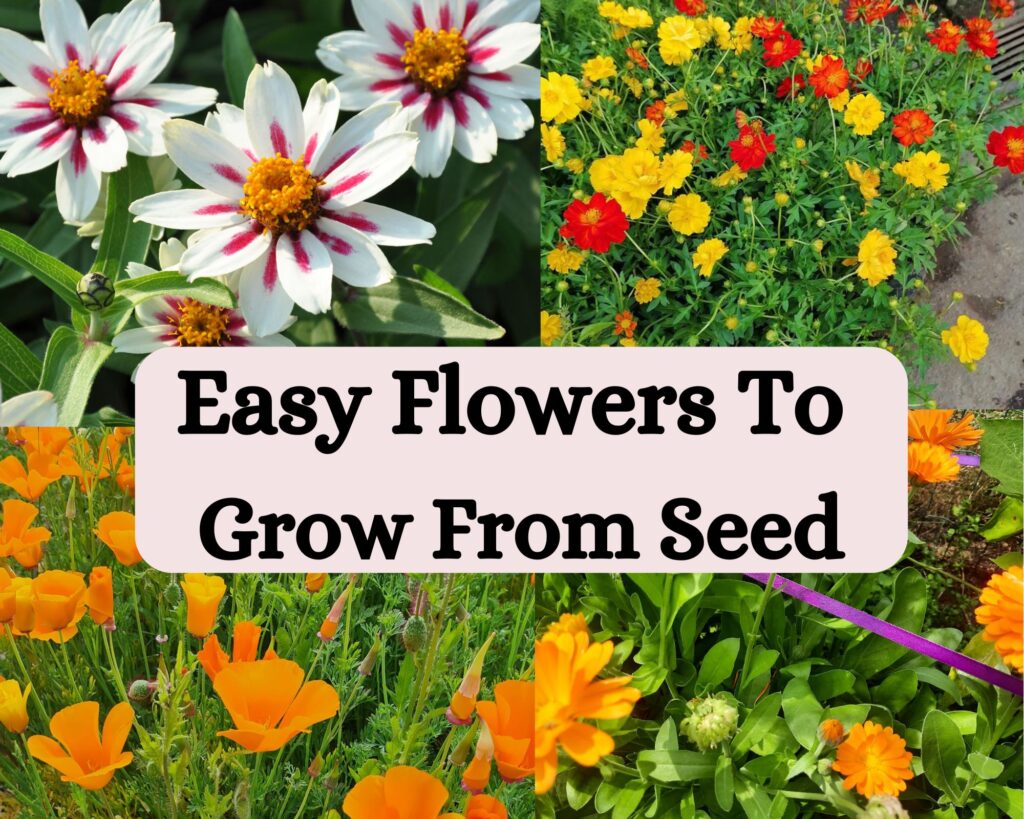 15 Easy To Grow Flowers From Seeds