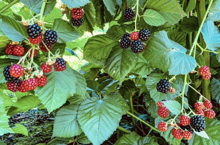 20 Fruits And Vegetables That Grow Well In The Shade