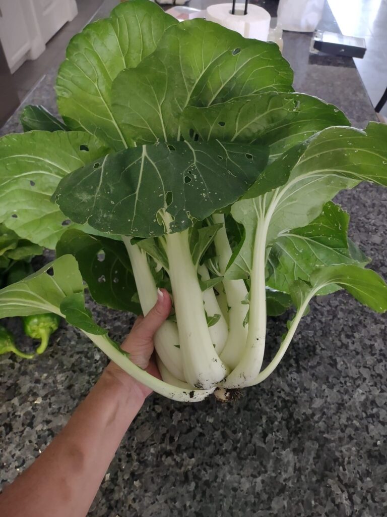 20 Fruits And Vegetables That Grow Well In The Shade