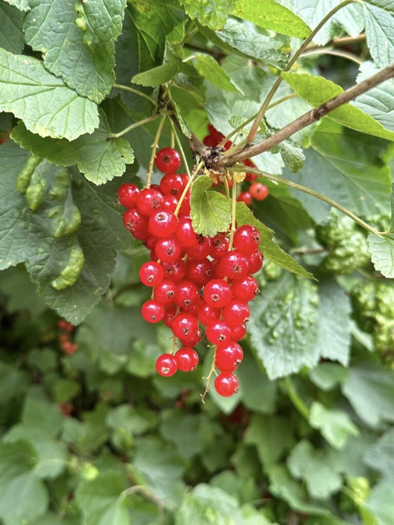 20 Fruits And Vegetables That Grow Well In The Shade
