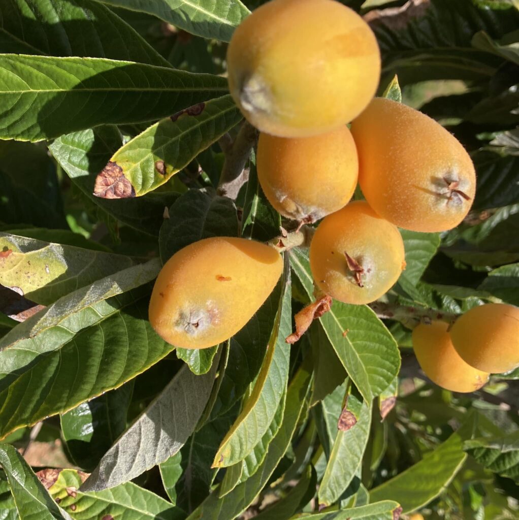 20 Fruits And Vegetables That Grow Well In The Shade