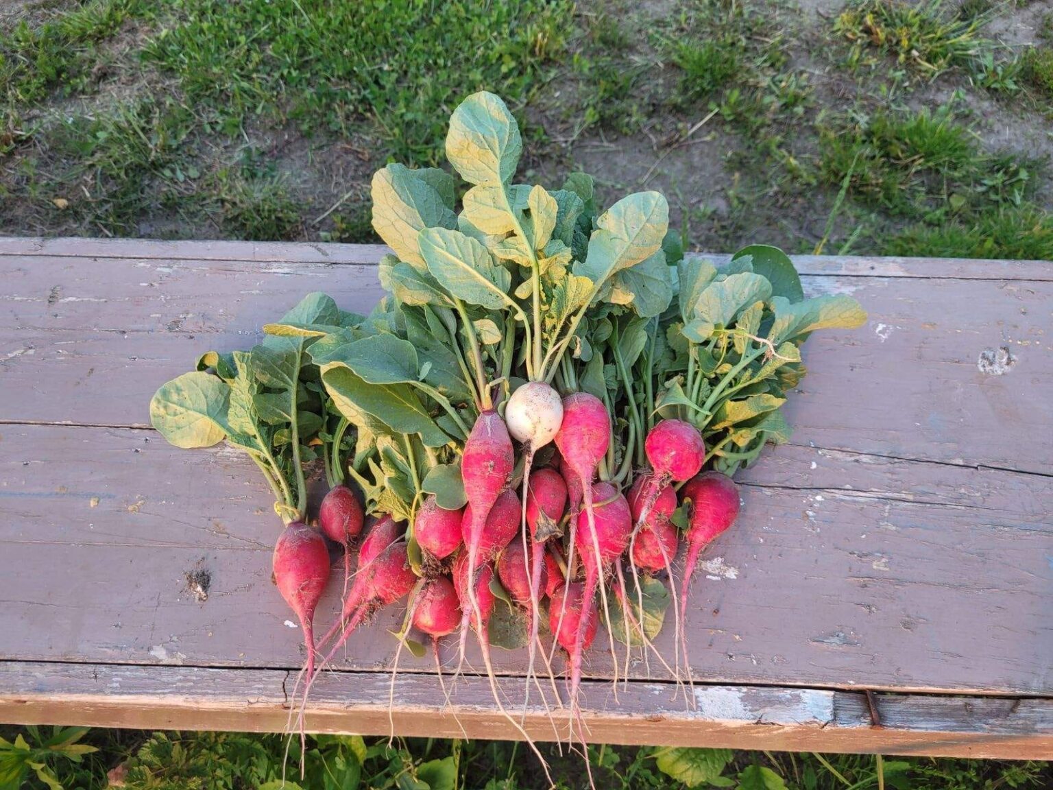 20 Fruits And Vegetables That Grow Well In The Shade