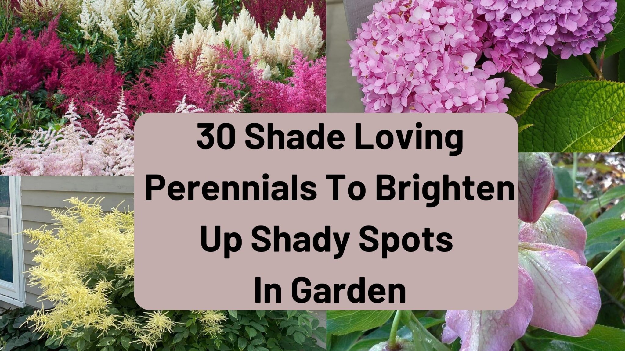 31 Shade Loving Perennials To Brighten Up Shady Spots In Garden