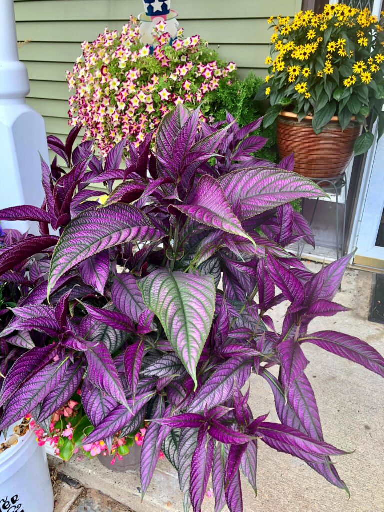 20 Best Deer Resistant Annuals And Perennials