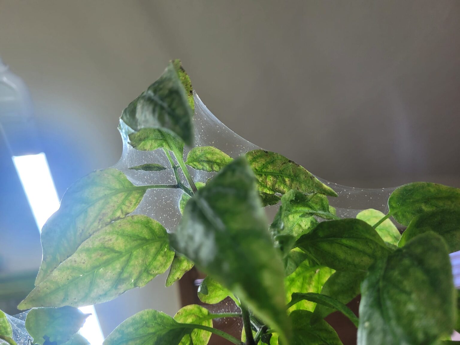 How To Get Rid Of Spider Mites On Plants Naturally