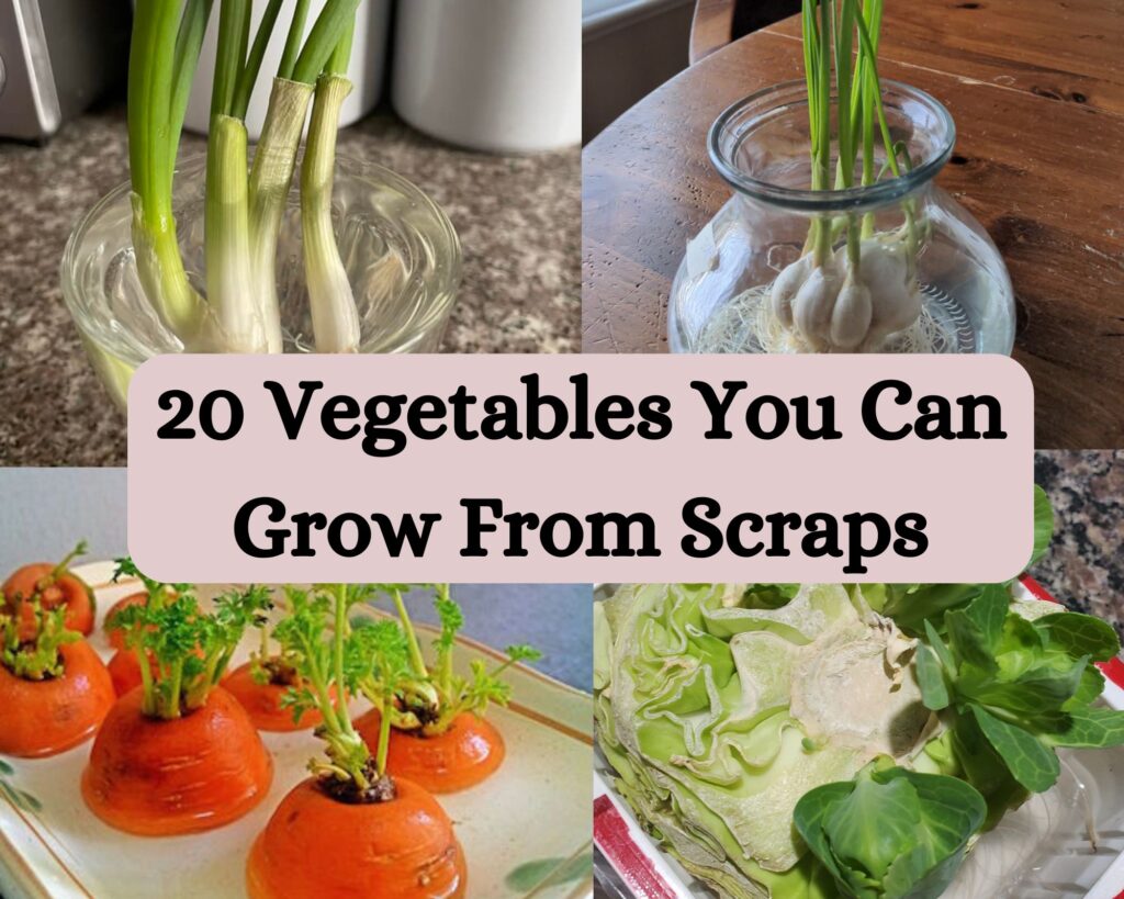 20 Vegetables You Can Grow From Scraps