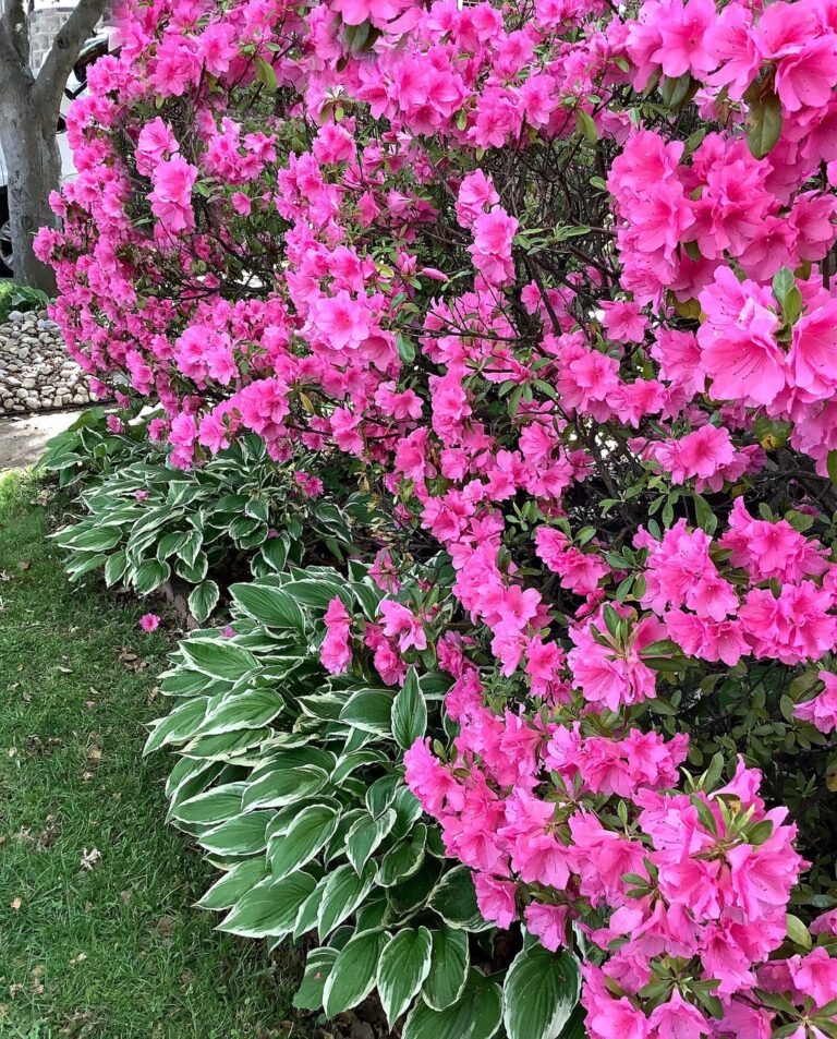 15 Shrubs That Thrive In Shade