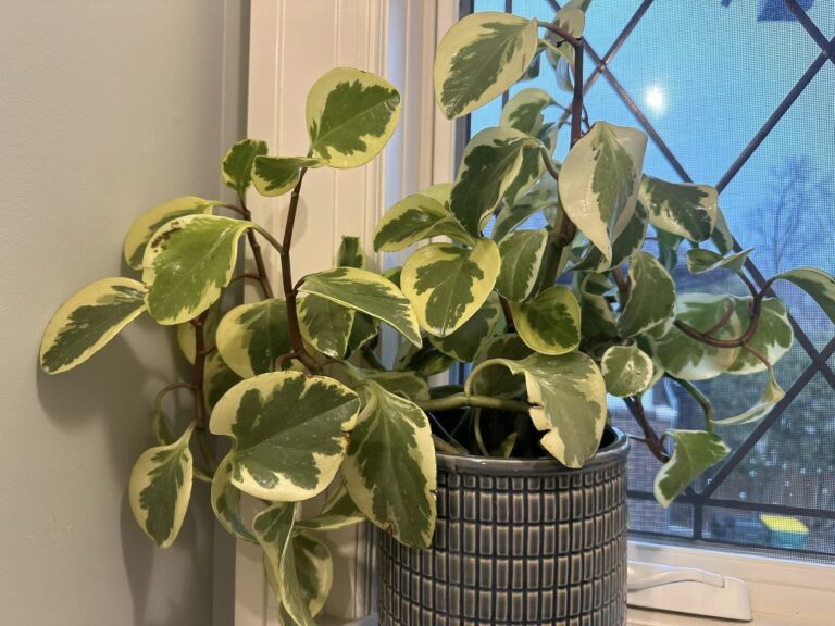 19 Pet Safe Houseplants (With Pictures)