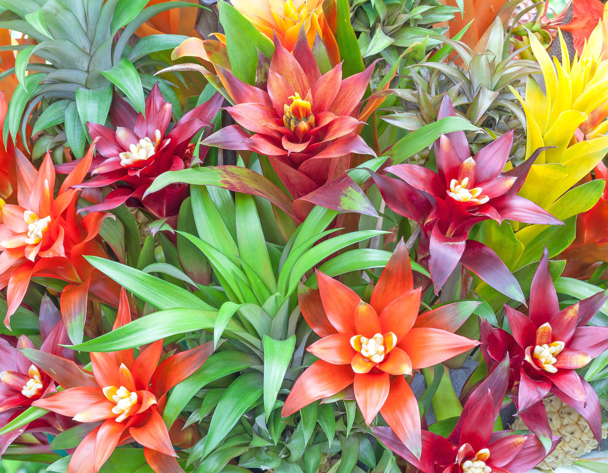 19 Pet Safe Houseplants (With Pictures)