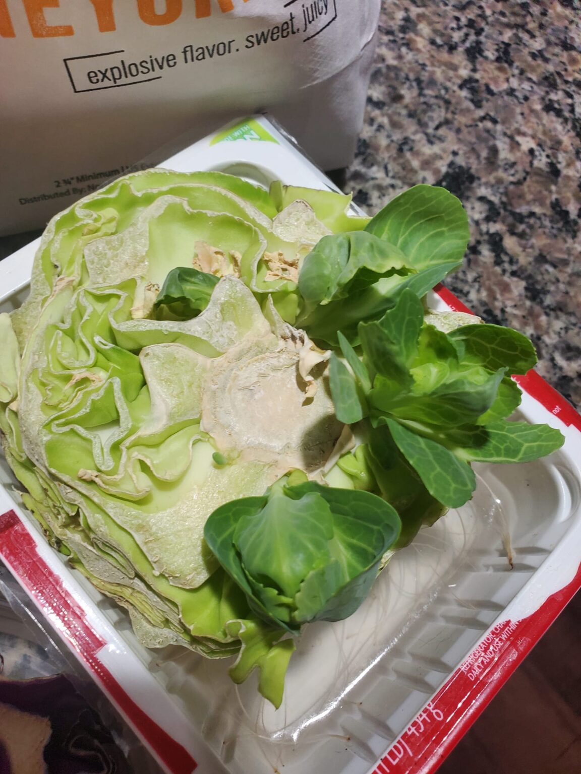 20 Vegetables You Can Grow From Scraps