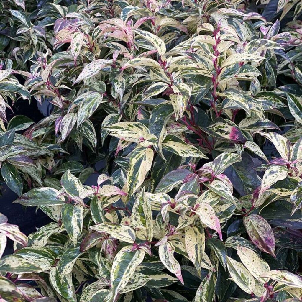 15 Shrubs That Thrive In Shade