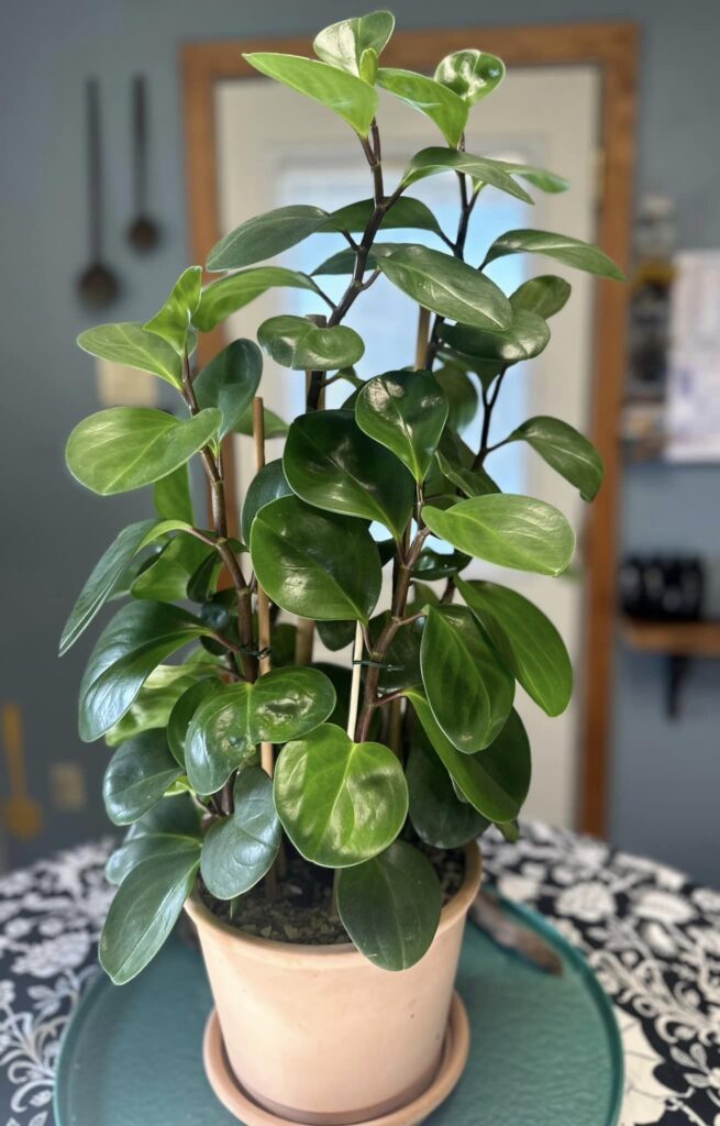 19 Pet Safe Houseplants (With Pictures)