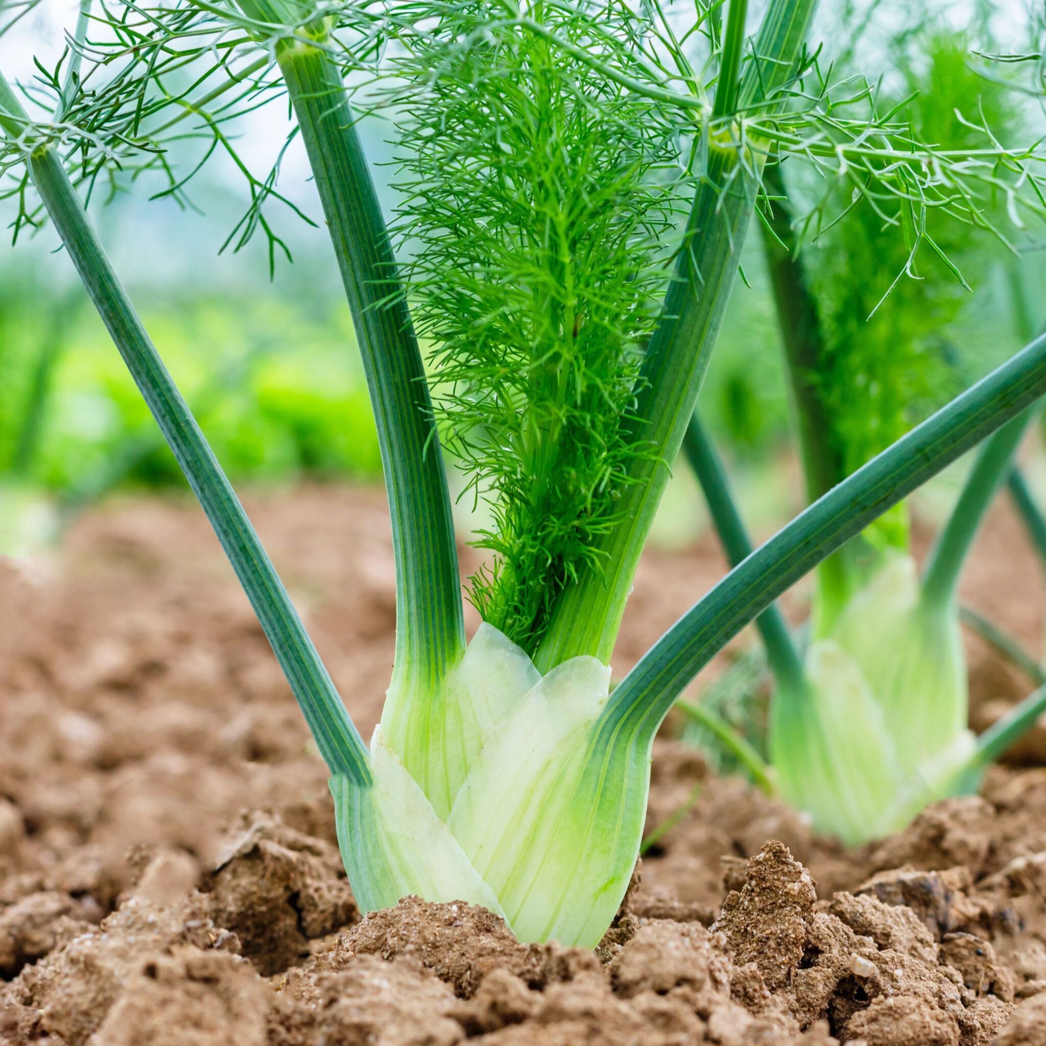 20 Vegetables You Can Grow From Scraps