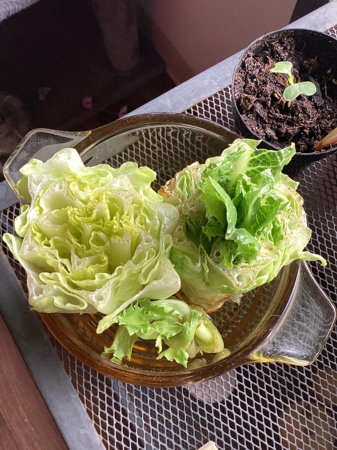 20 Vegetables You Can Grow From Scraps