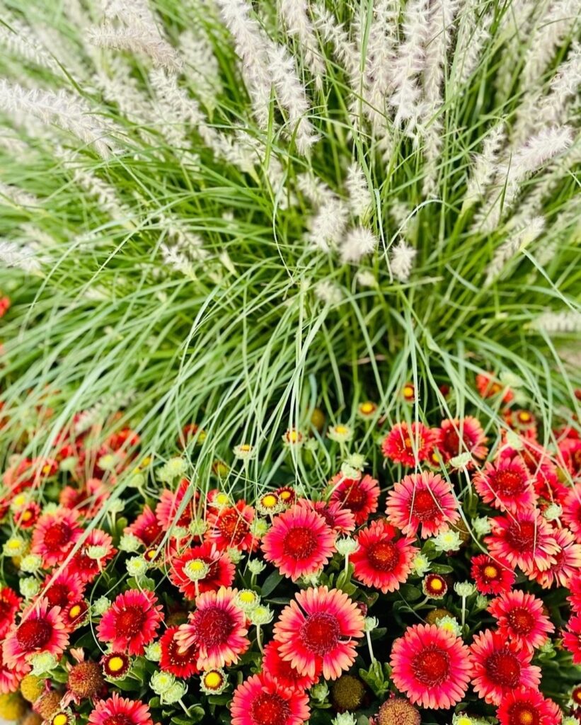 The Best Drought Tolerant Perennials