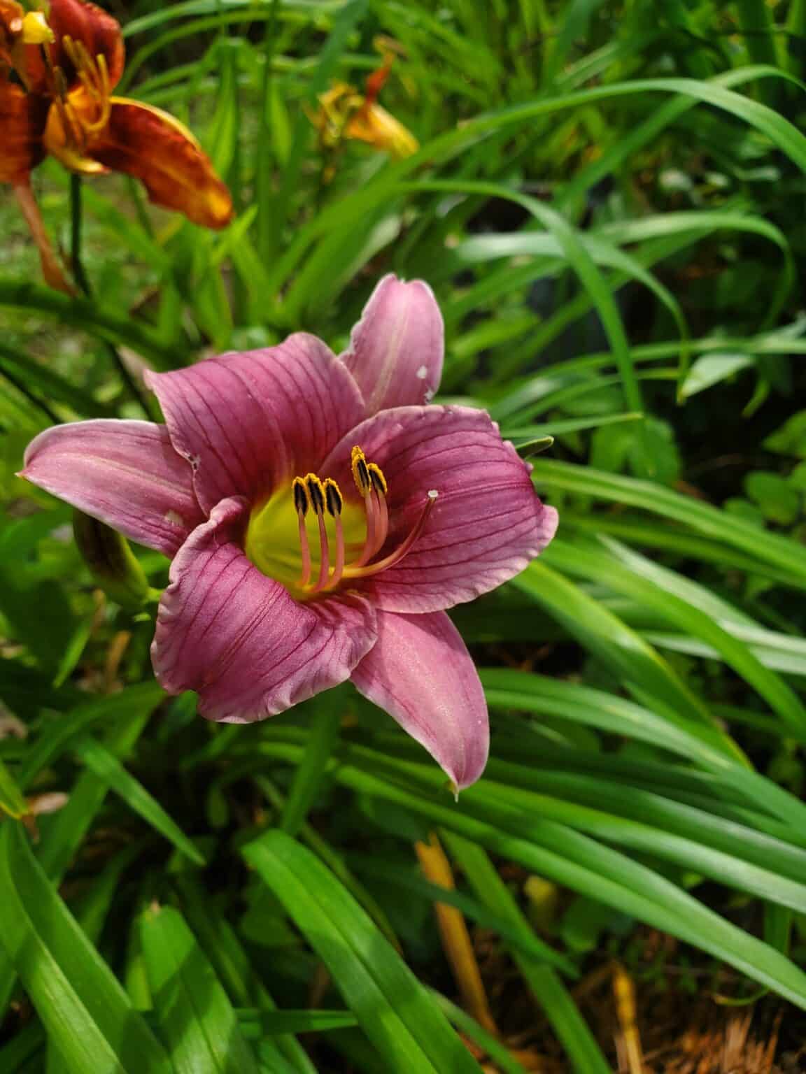 30 Flowers That Come Back Every Year And Bloom The Longest