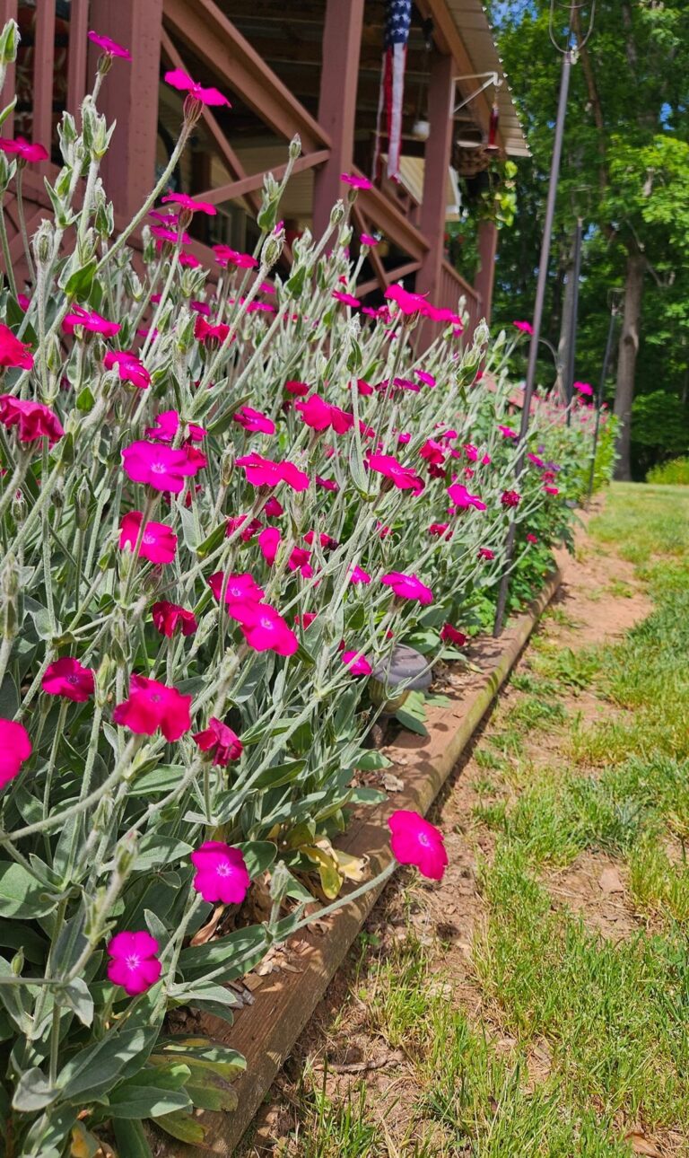 The Best Drought Tolerant Perennials