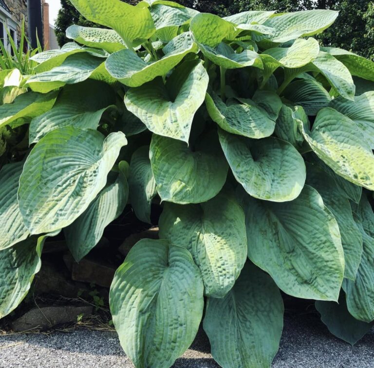 30 Flowers That Come Back Every Year And Bloom The Longest