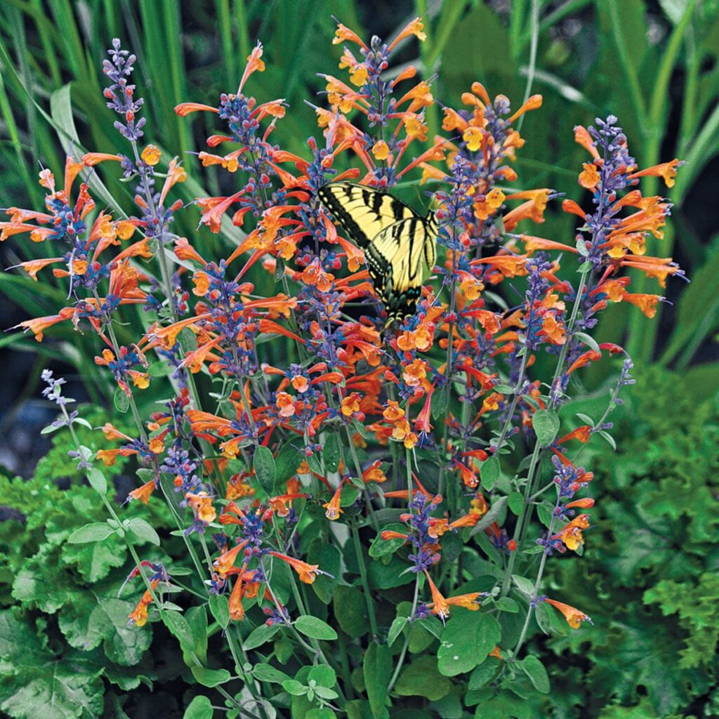 30 Flowers That Come Back Every Year And Bloom The Longest