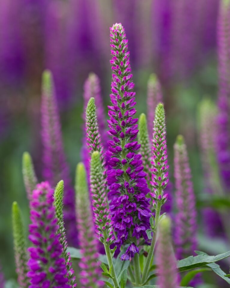 30 Flowers That Come Back Every Year And Bloom The Longest