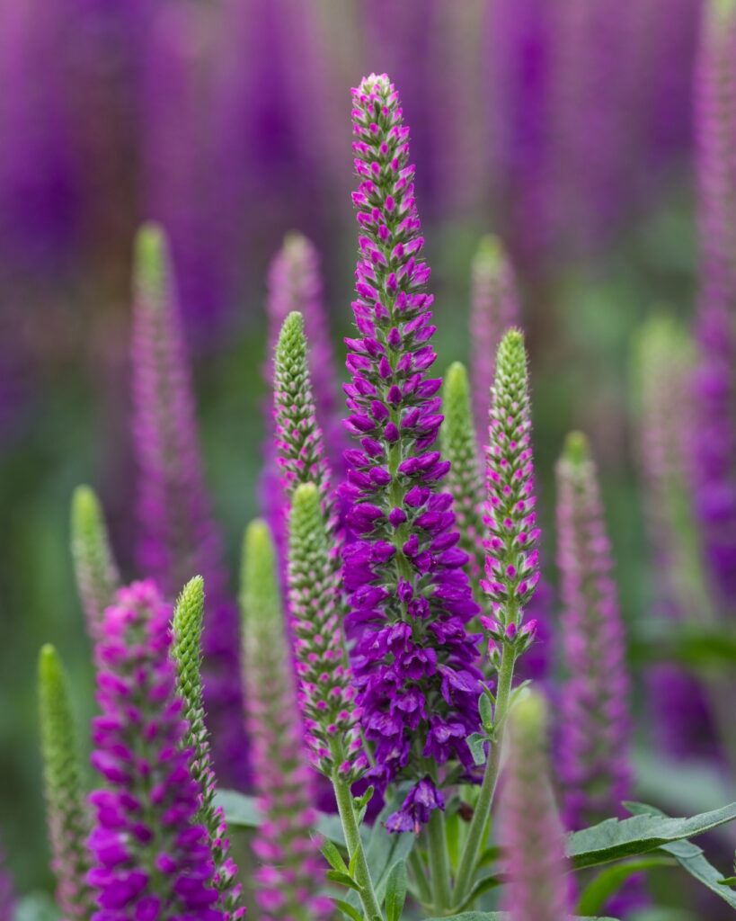 30 Flowers That Come Back Every Year And Bloom The Longest