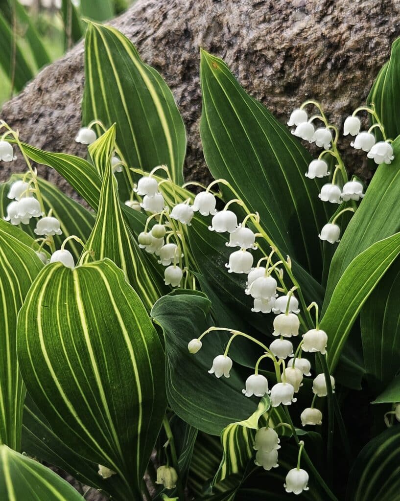 15 Invasive Perennials You Don't Want In Your Garden