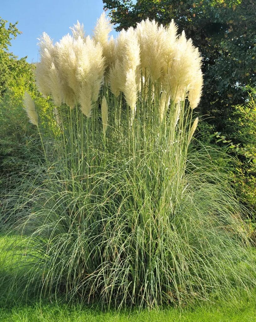 15 Invasive Perennials You Don't Want In Your Garden