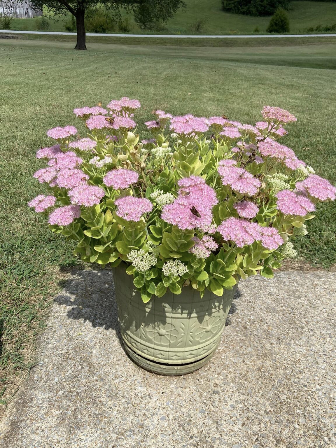 21 Best Perennials To Grow In Pots