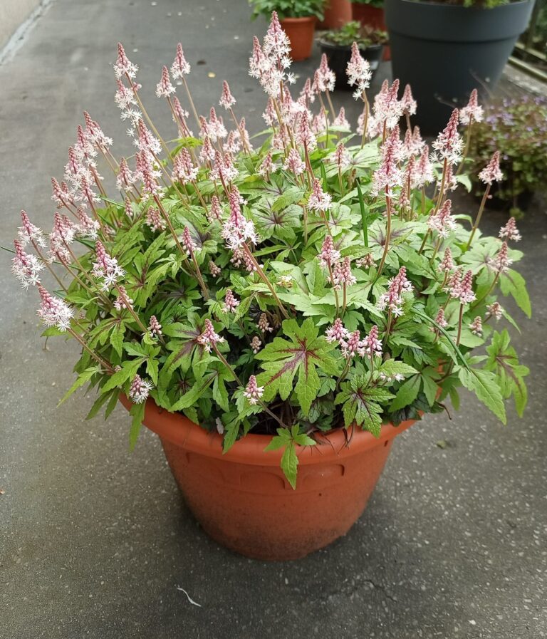 21 Best Perennials To Grow In Pots