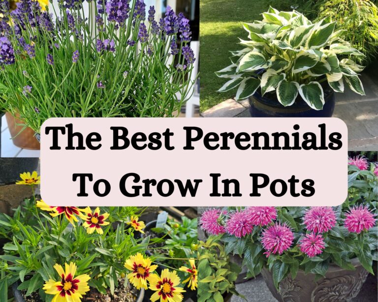 21 Best Perennials To Grow In Pots