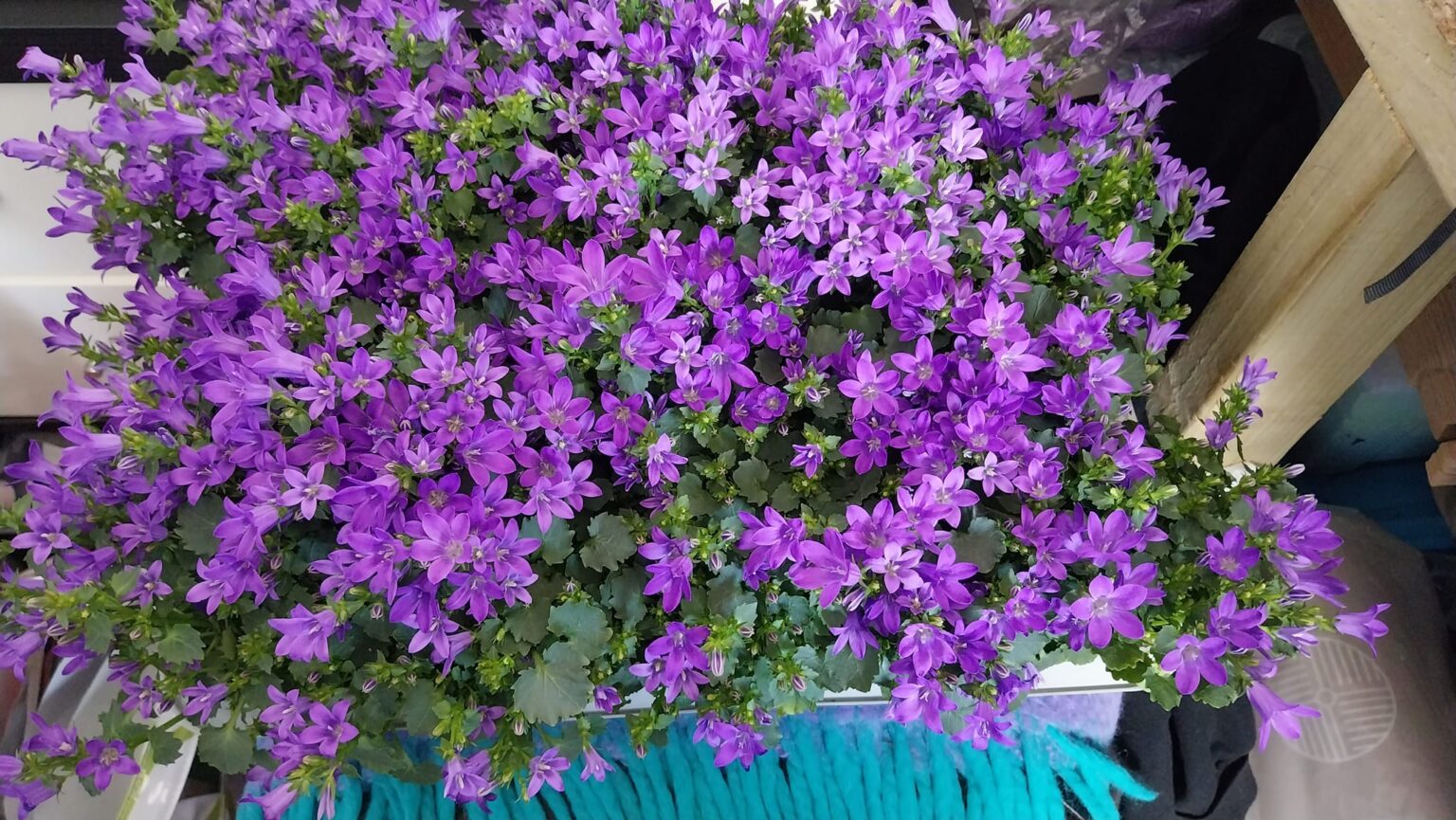21 Best Perennials To Grow In Pots