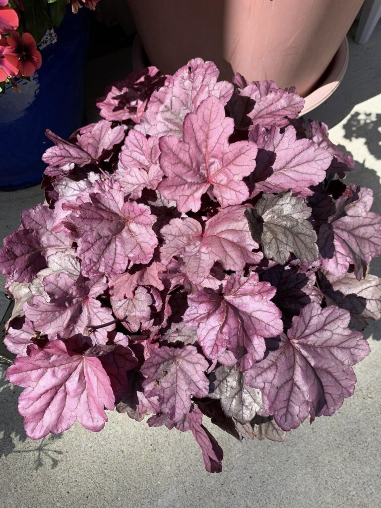 21 Best Perennials To Grow In Pots