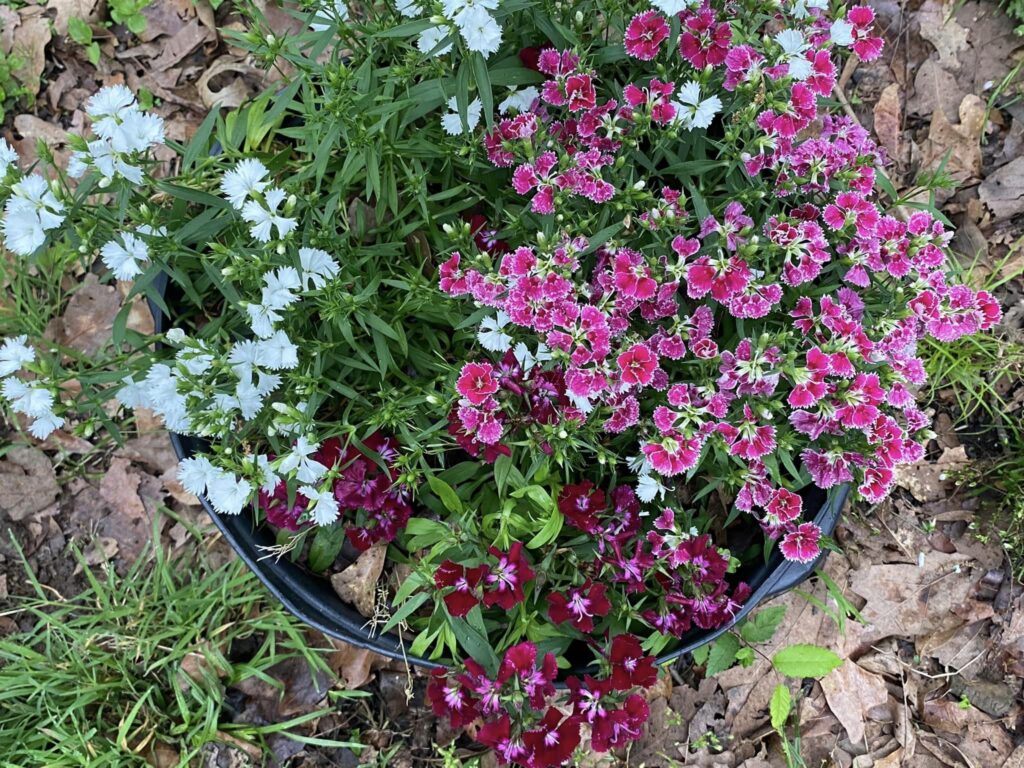 21 Best Perennials To Grow In Pots