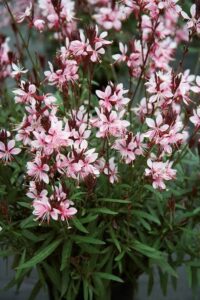 21 Best Perennials To Grow In Pots