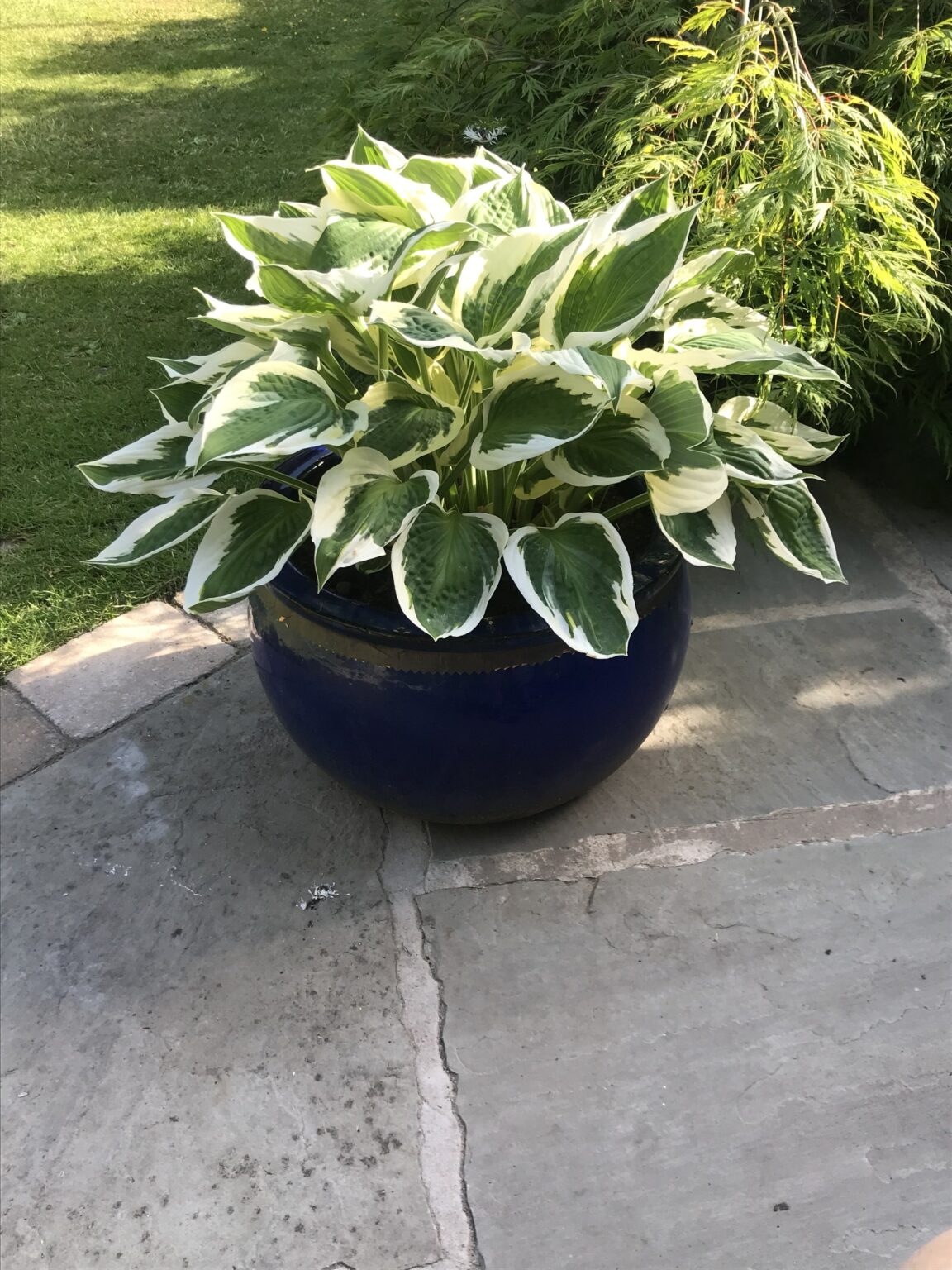 21 Best Perennials To Grow In Pots