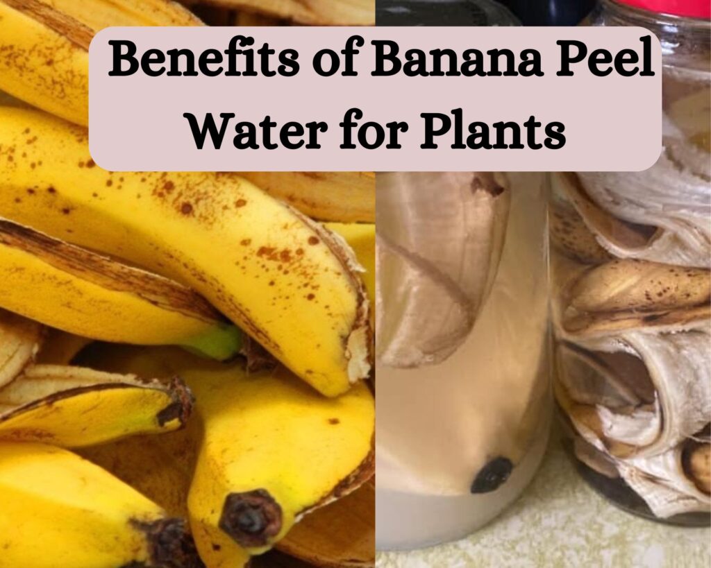 Banana Peel Water For Plants: Benefits & How To Use Banana Peels In Your Garden
