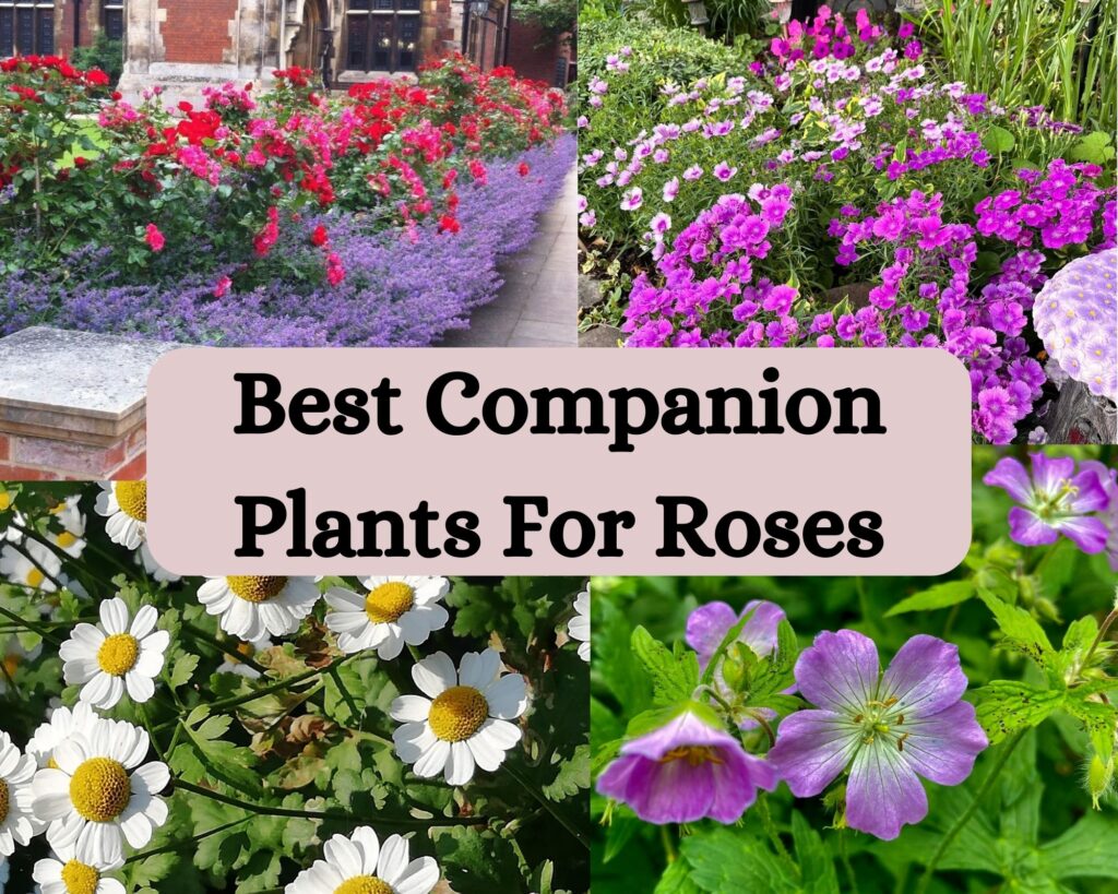 What To Plant With Roses (Perennials)