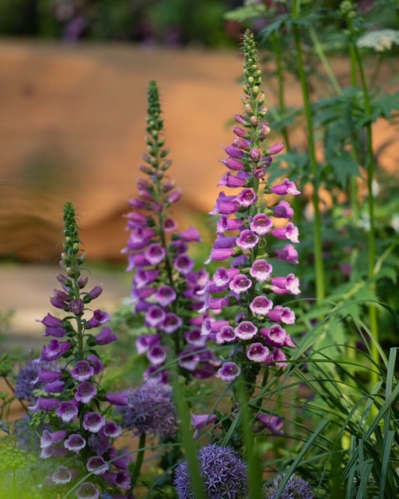 What To Plant With Roses (Perennials)