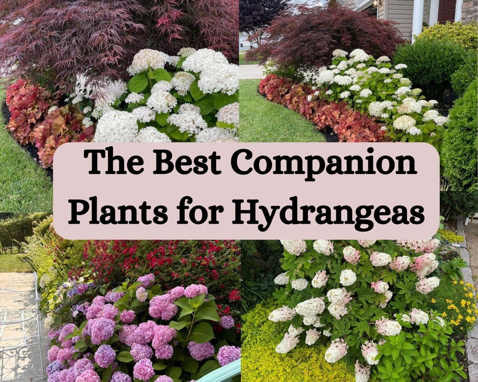 The Best Companion Plants for Hydrangeas
