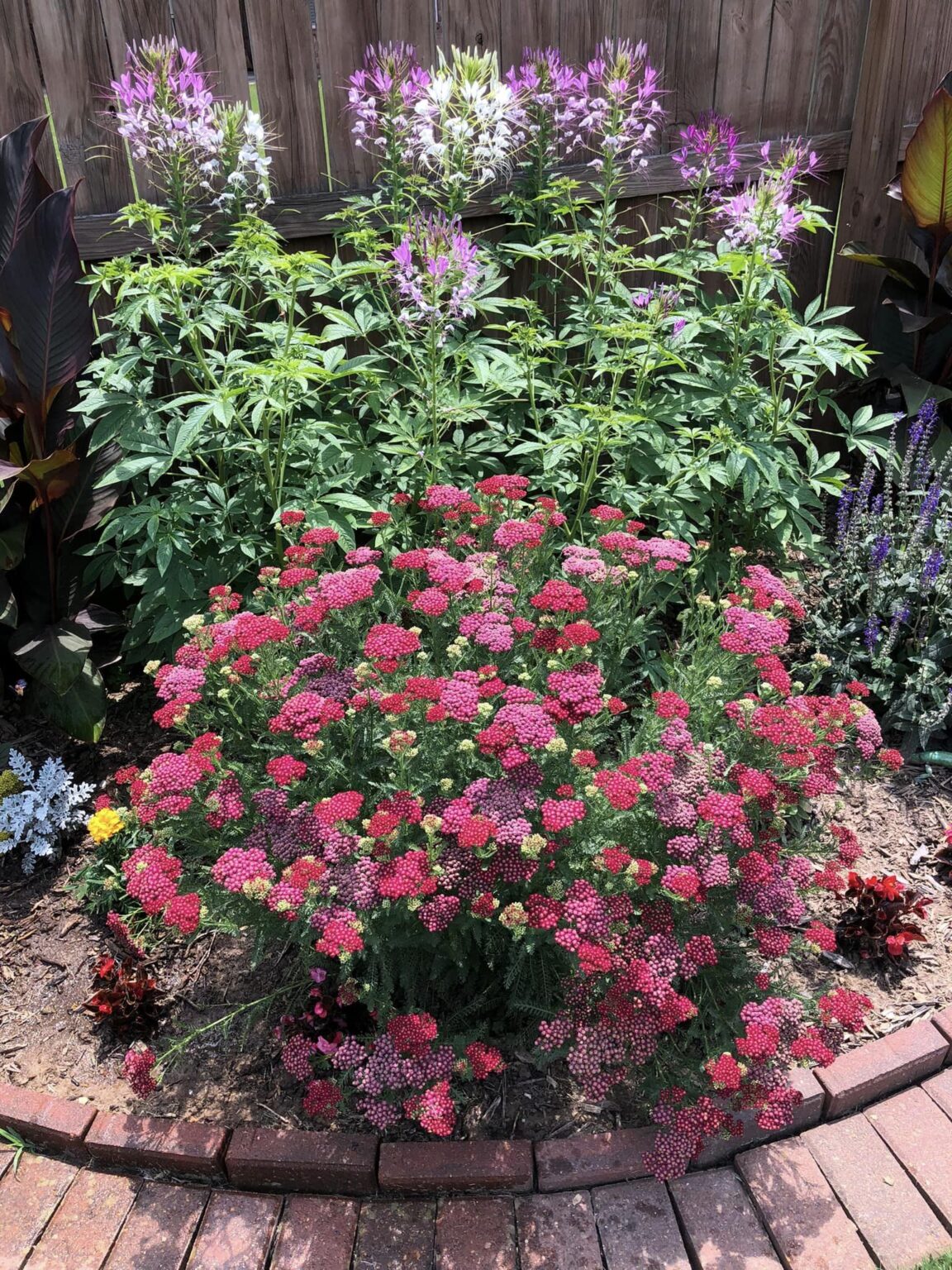 What To Plant With Roses (Perennial Companions )