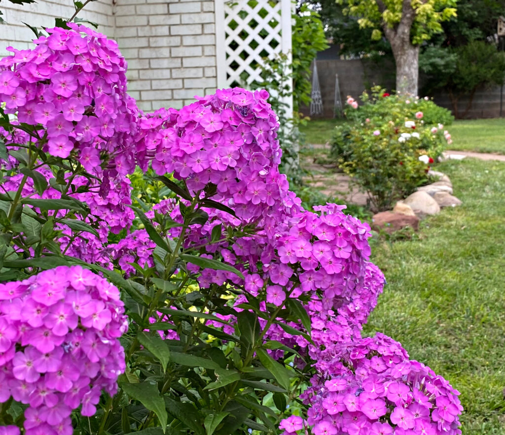 What To Plant With Roses (Perennial Companions )