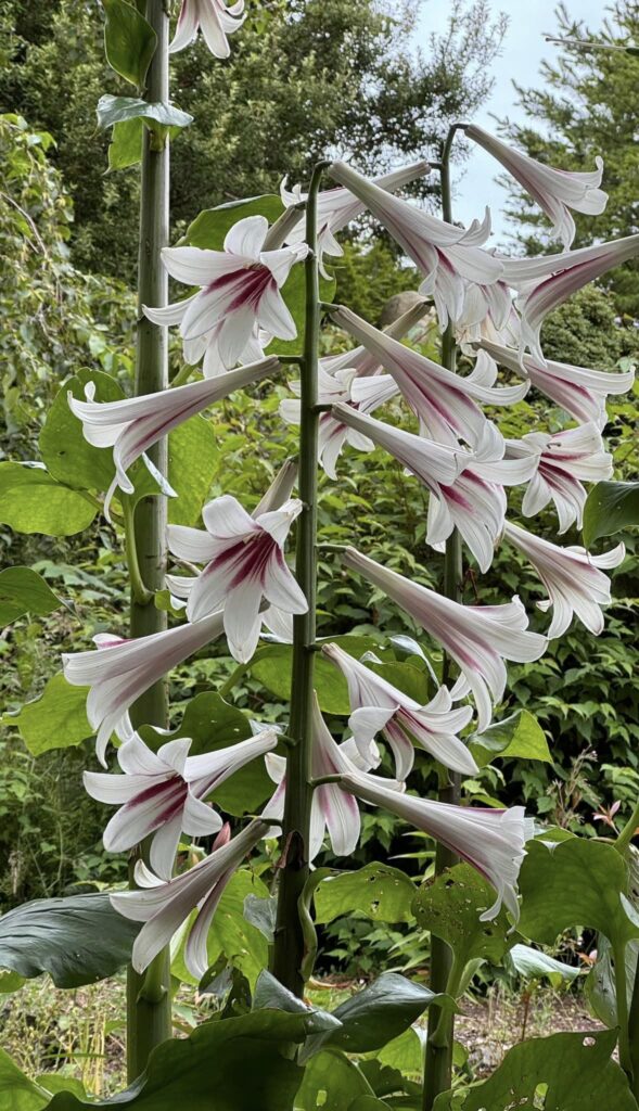 20 Tall Perennial Flowers You Should Plant In Your Garden